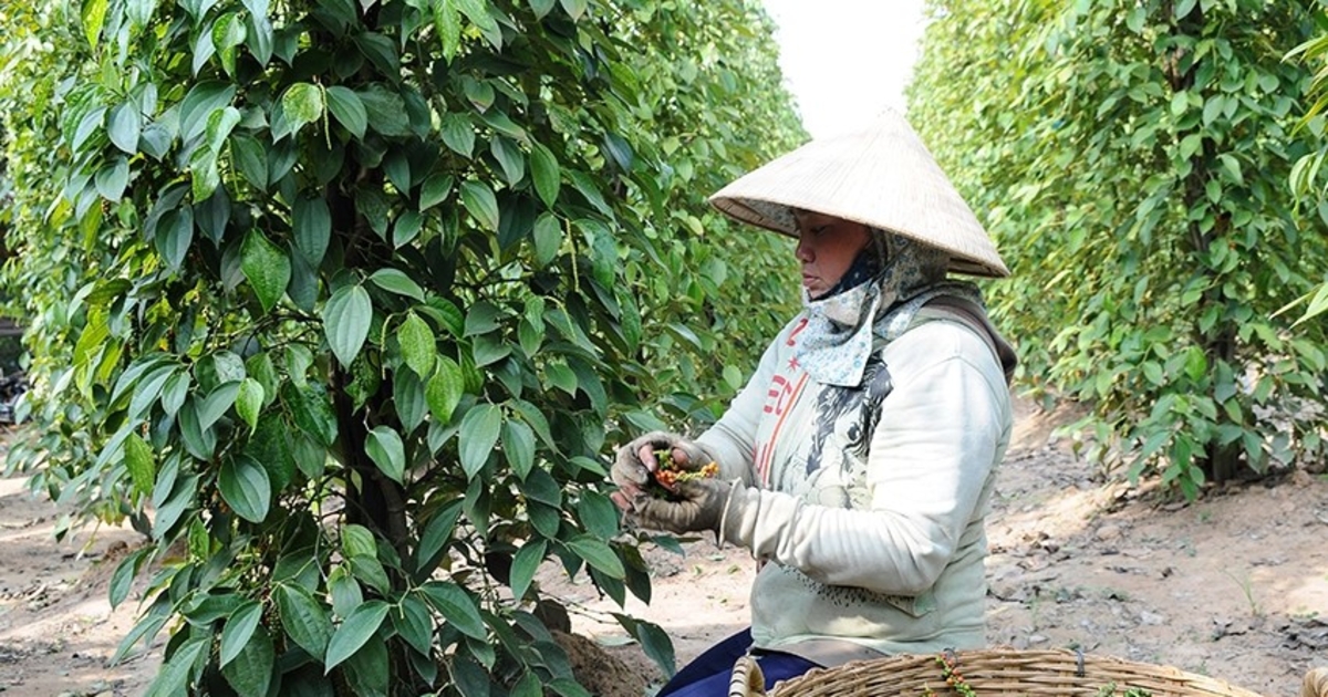 Vietnam Pepper Exports Exceed $1 Billion in 2025 - VnEconomy