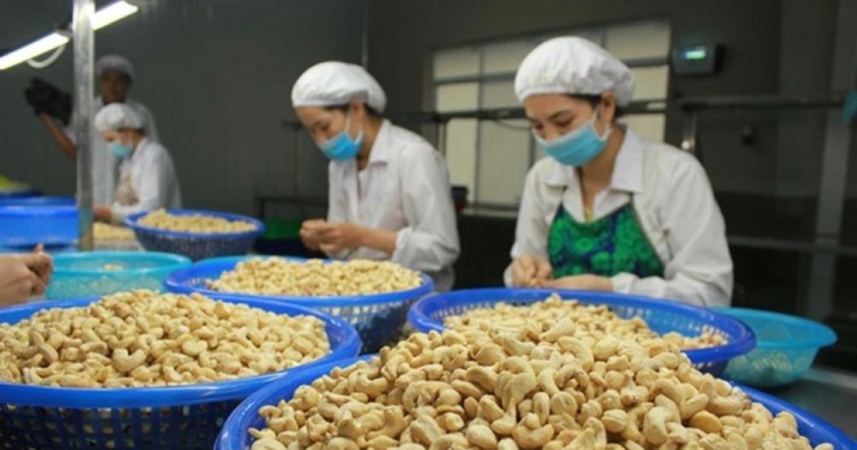 Vietnam Cashew Exports Reach $2.8 Billion in 2025 - VnEconomy