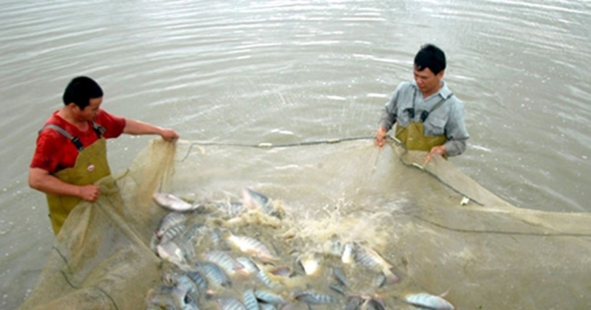 US invests over $15 mln in Vietnam’s tilapia value chain - VnEconomy