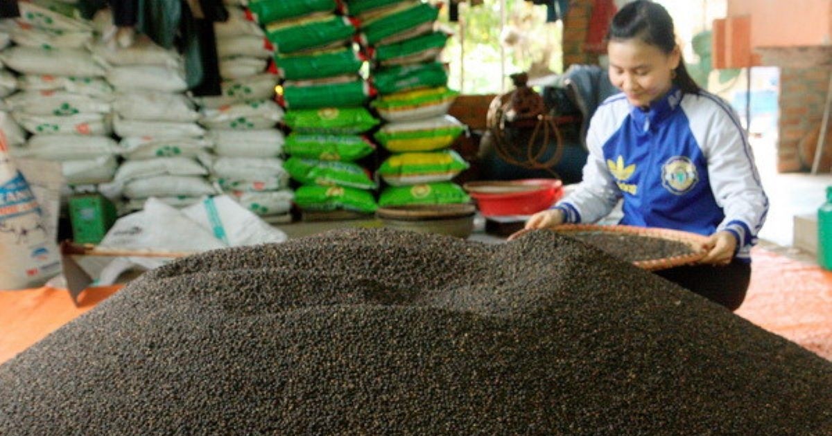 Vietnam's pepper and spice exports hit record high in 2025 - VnEconomy