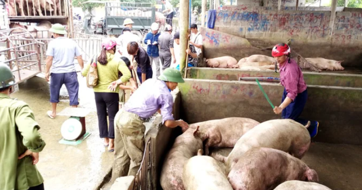Live hog prices surge across Vietnam, reaching a peak of VND77,000 per ...