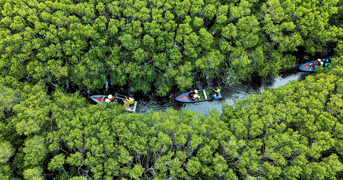 Blue carbon potential in Vietnam - VnEconomy