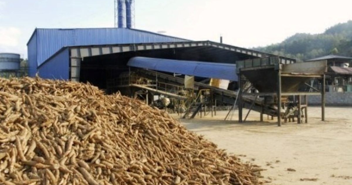 Vietnam's cassava exports earn $1.26 bln in 2025 - VnEconomy