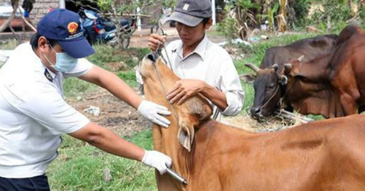 Nhập khẩu vaccine lở mồm long móng: Giải pháp bảo vệ gia súc - VnEconomy
