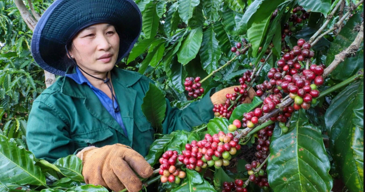 Vietnam’s coffee exports rise in volume but fall in value amid global ...